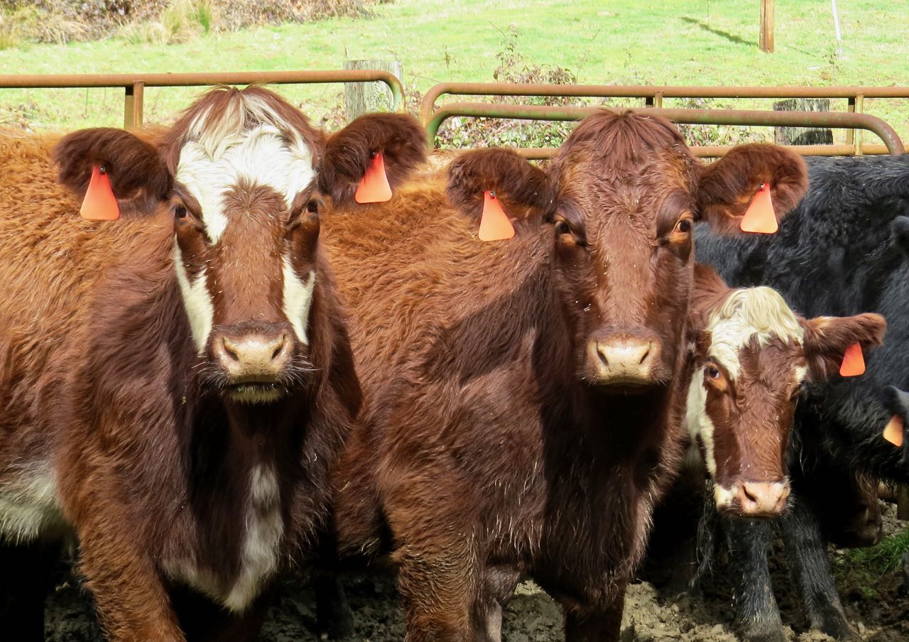 LuAnn Kessi: Weaning Calves...