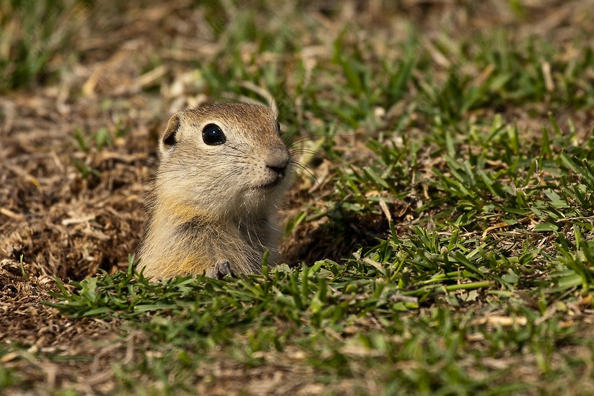 Gopher | The Biggest Animals Kingdom