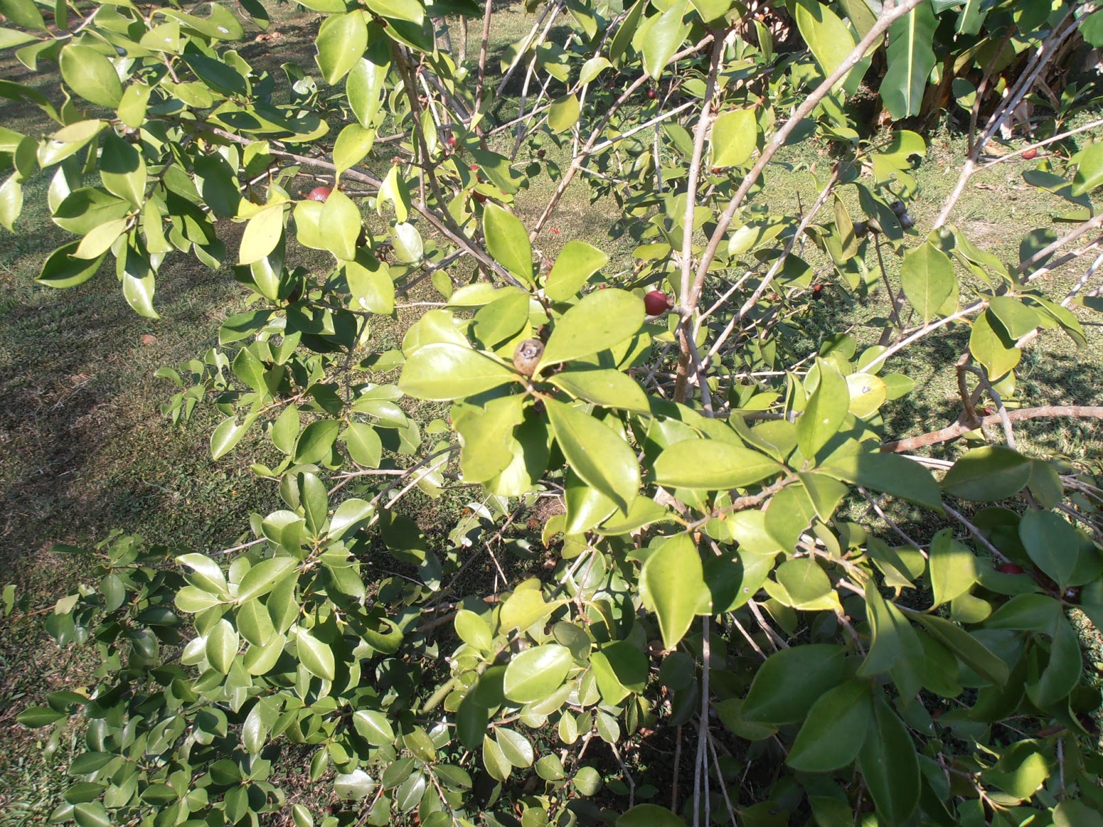 Flora de Puerto Rico Ilustrada Papo Vives: MYRTACEAE Psidium ...