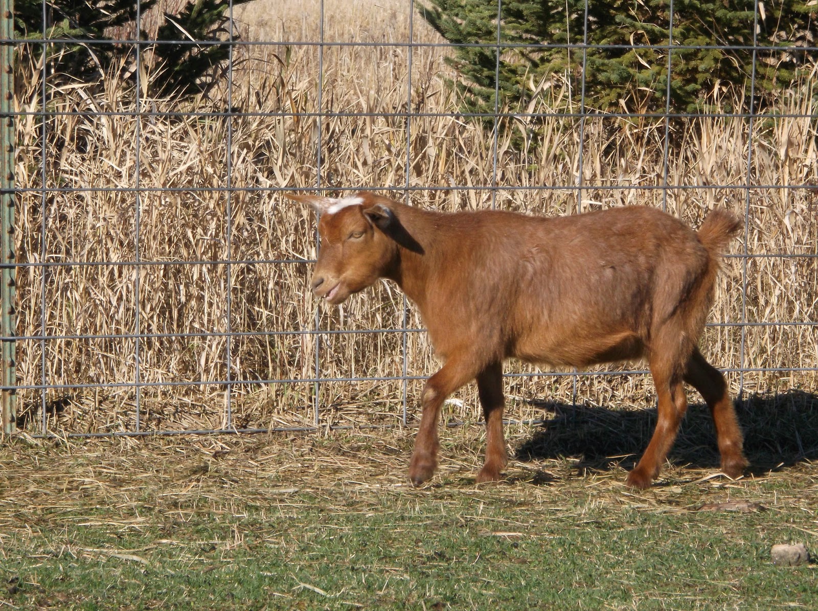 Tye Dye Acres: Fainting Goat Colors and Patterns!