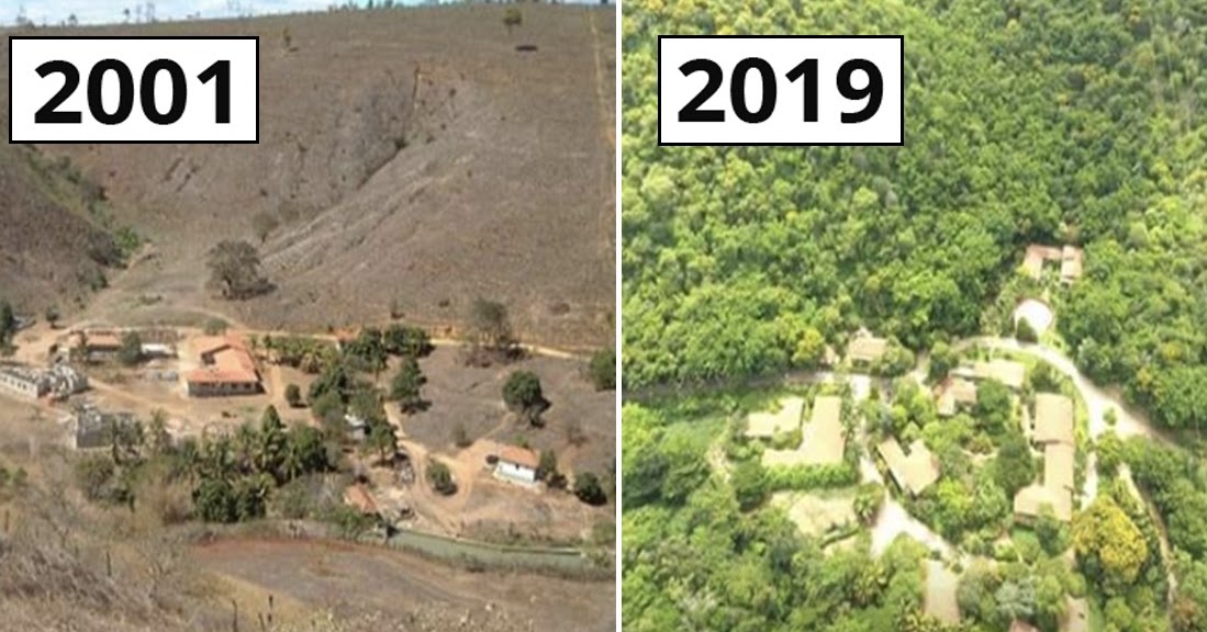 Incredible Pictures Of 20-Year Reforestation Project Of More Than 2.7 ...
