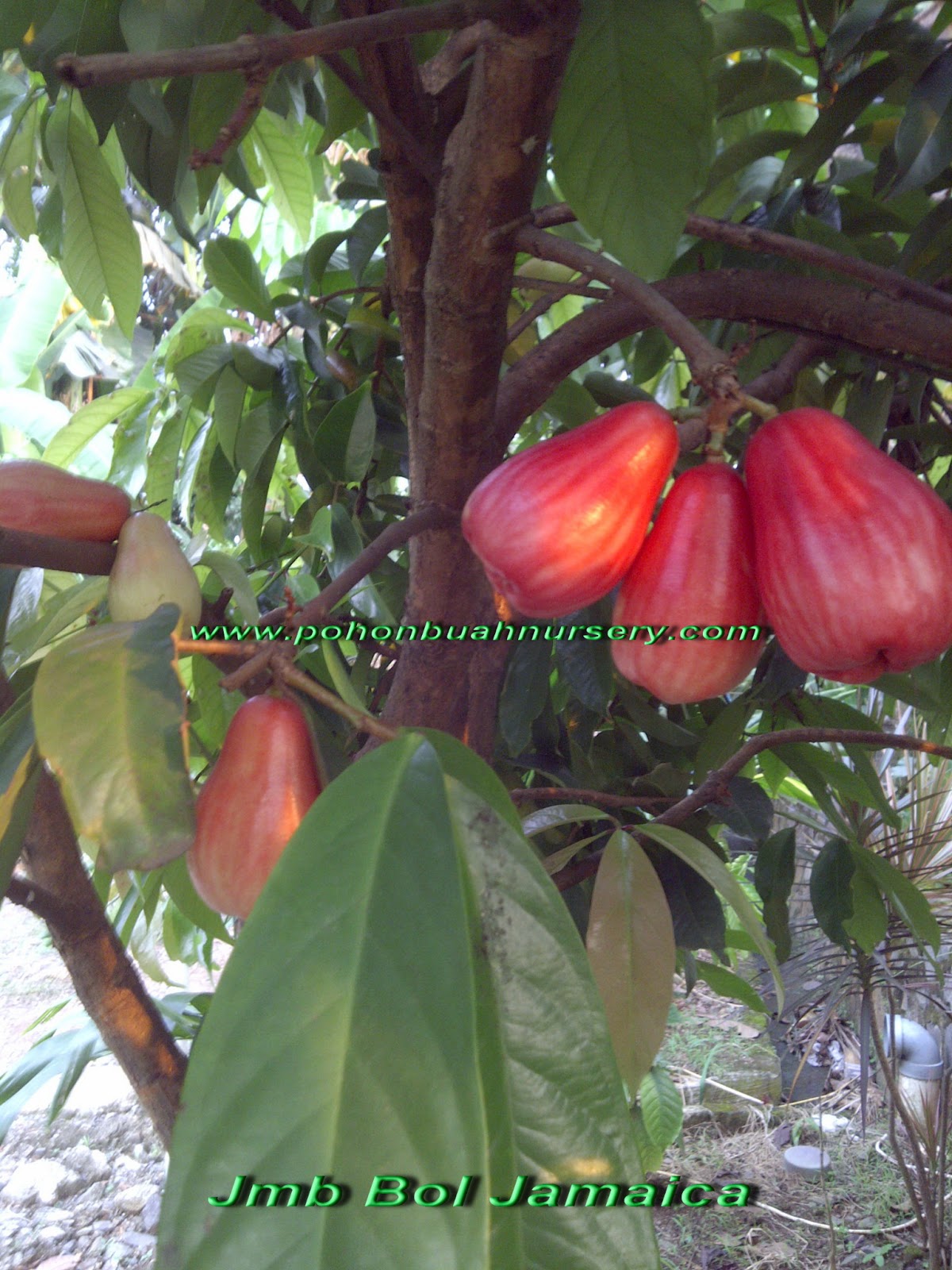 PBN: Jambu Bol Jamaica