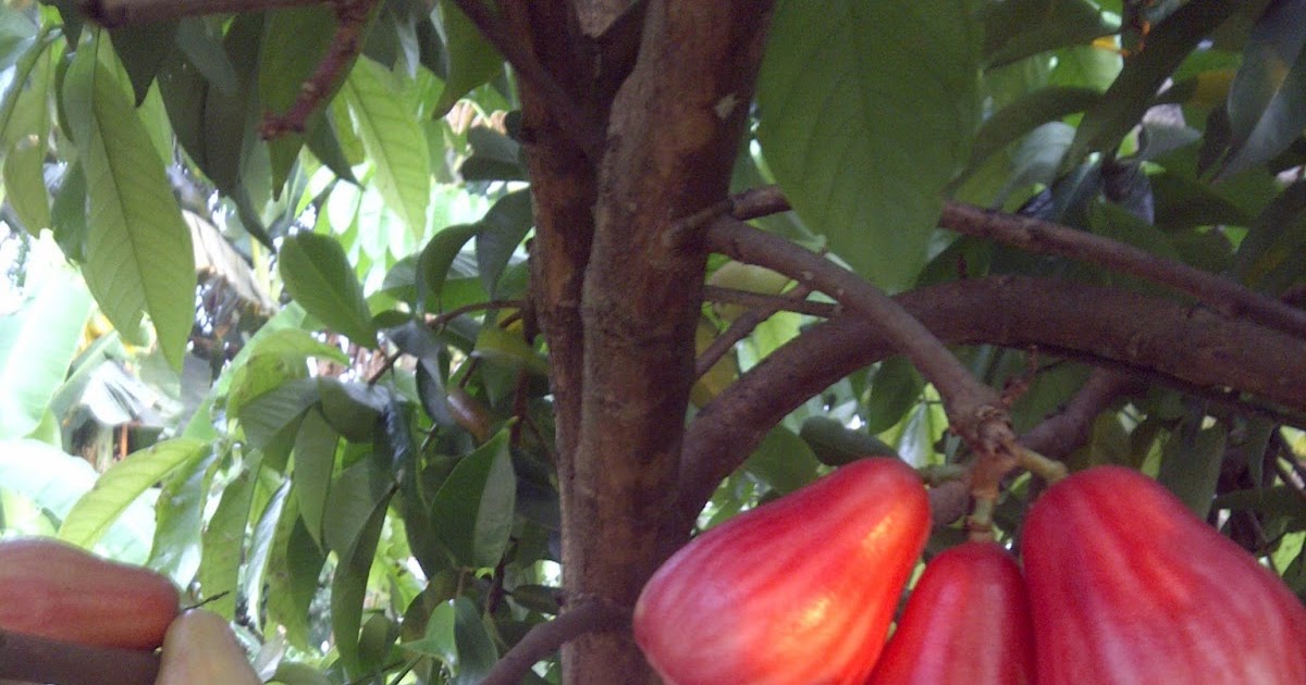 PBN: Jambu Bol Jamaica