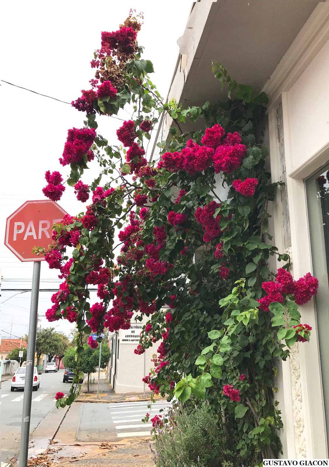 Viveiro Ciprest - Plantas Nativas e Exóticas: Primavera Vermelha ...