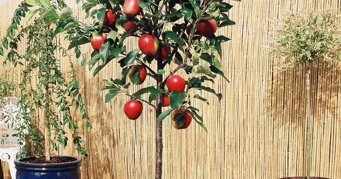 You dont need an orchard to grow your own fruit