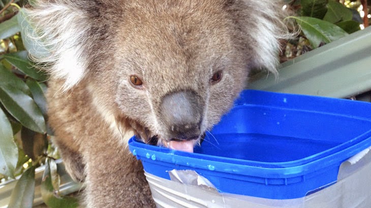 Cute Koala Kisses: Do Koalas Drink Water?