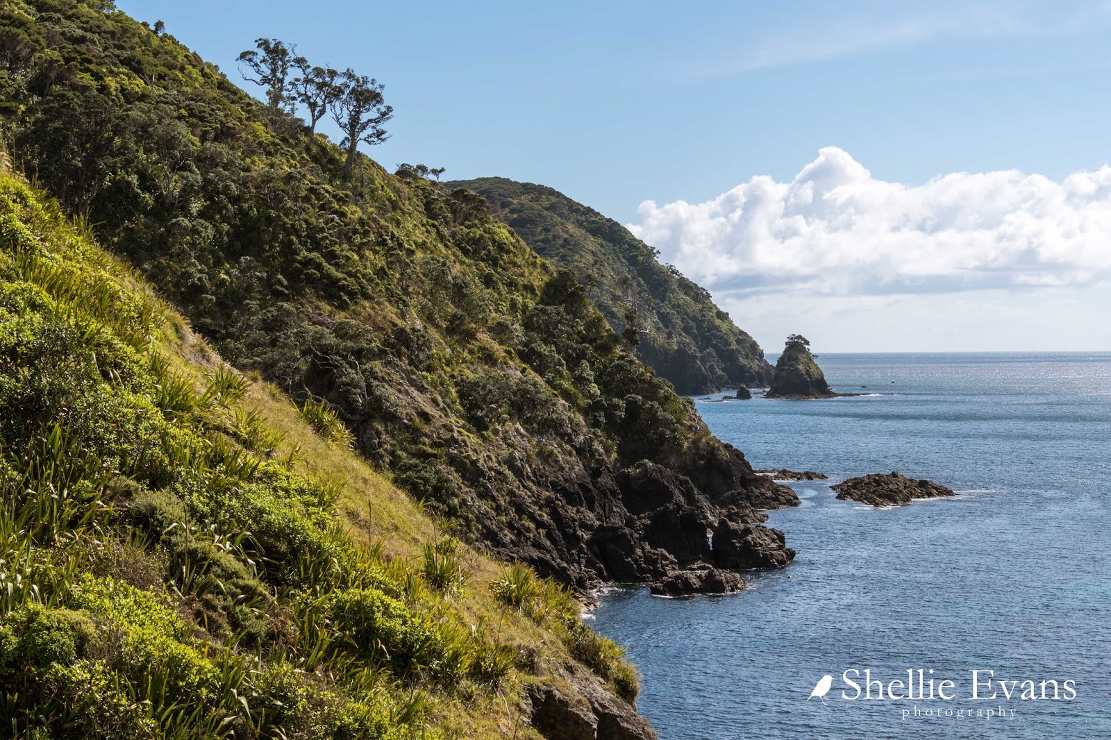 Two Go Tiki Touring: Perfect Puriri Bay- Part 2