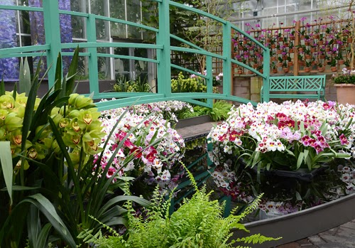 The Orchid Column: Orchid Oasis