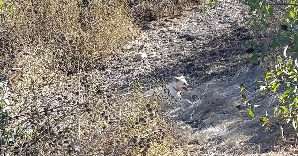 The Scratching Post: Dogs Of The Apaches