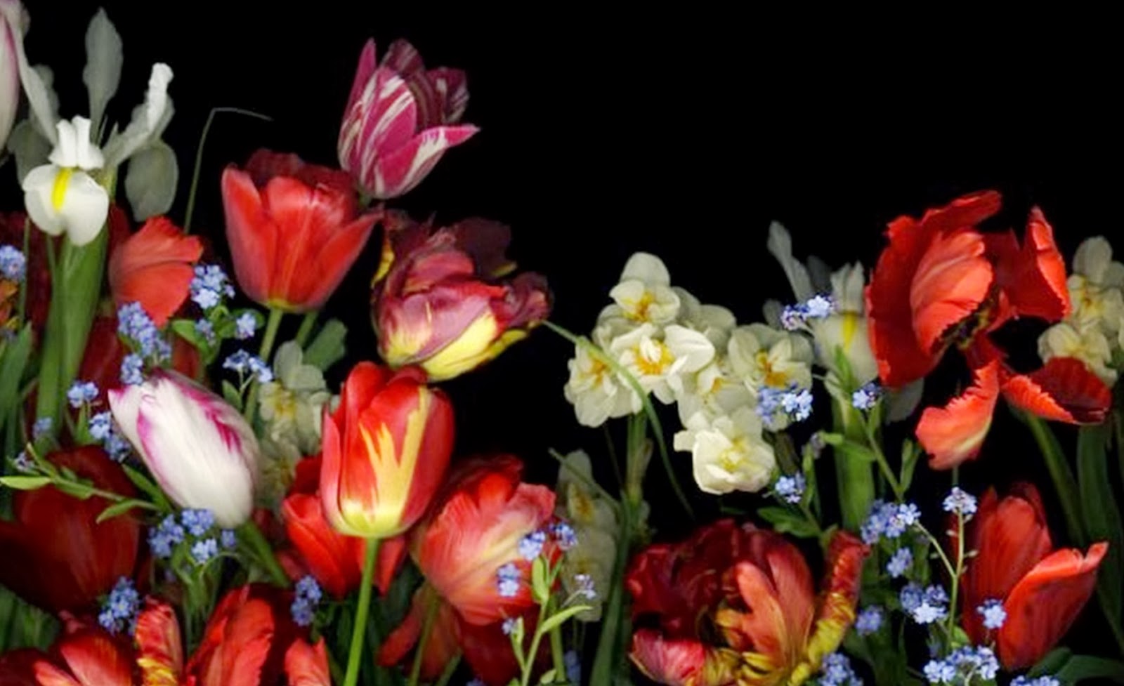 El arte es su máxima expresión : Cuadros de Flores Para Dormitorios ...