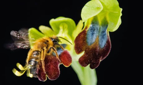 Mimicry and Deception in the Plant Kingdom: The Plant Kingdom