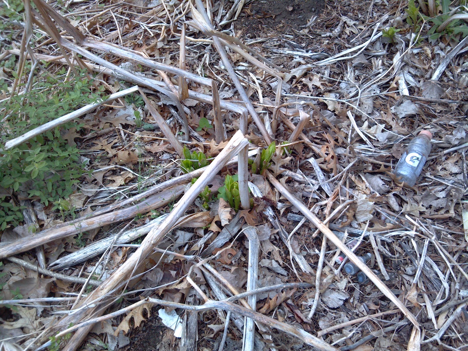 Just a Mom Outside: Foraging for Dinner