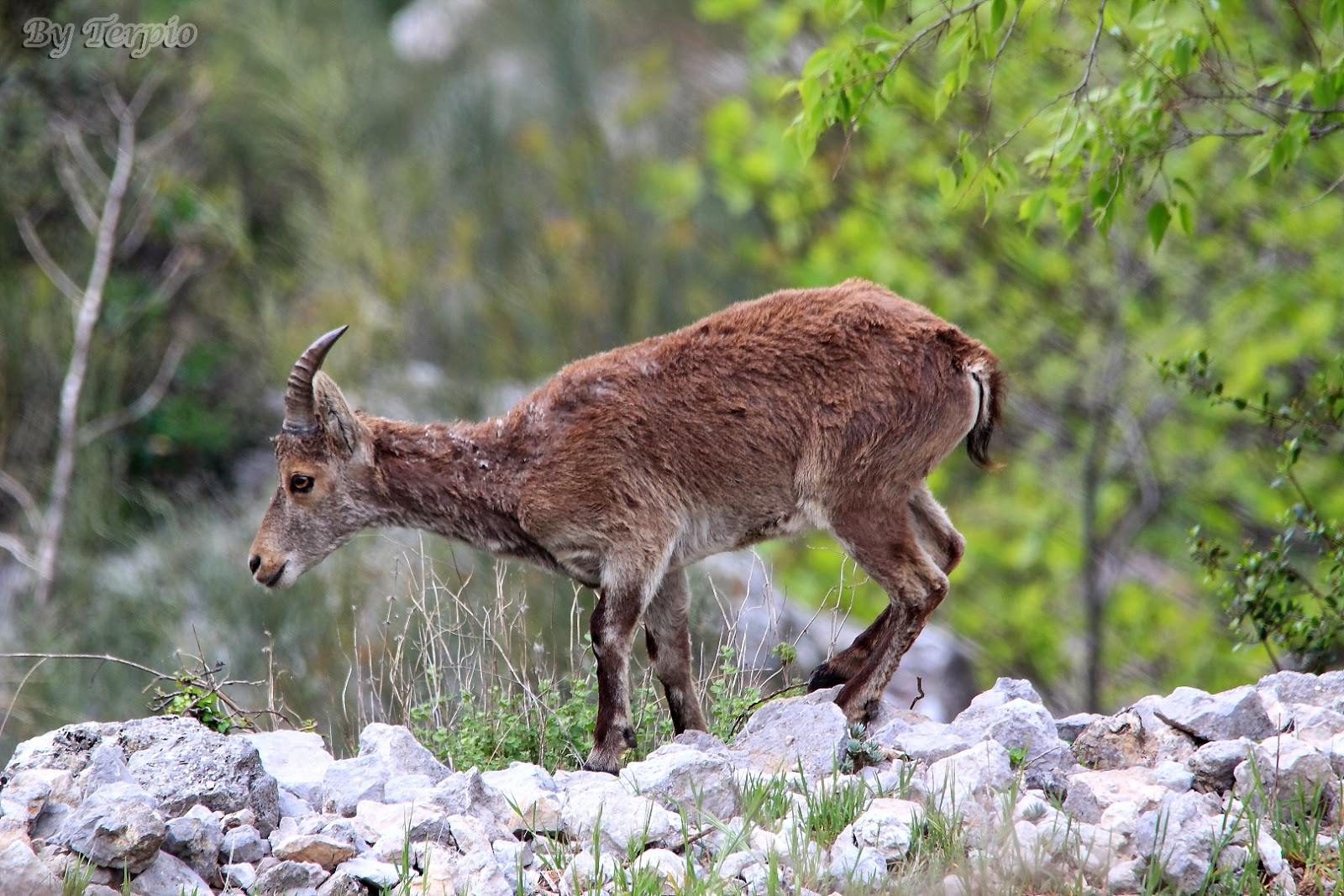 Viajes, Salidas, Naturaleza, (Fotografía).: Cabra Montés (Capra Pyrenaica).