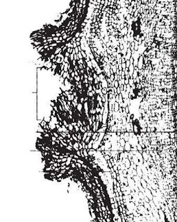 Catatan Homo Sapiens