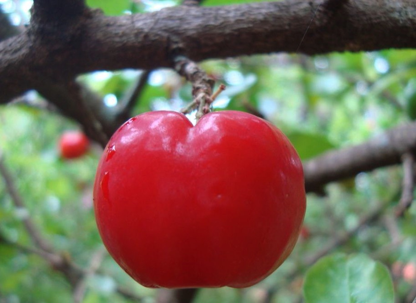 Blog do Edu Ambiental: Acerola