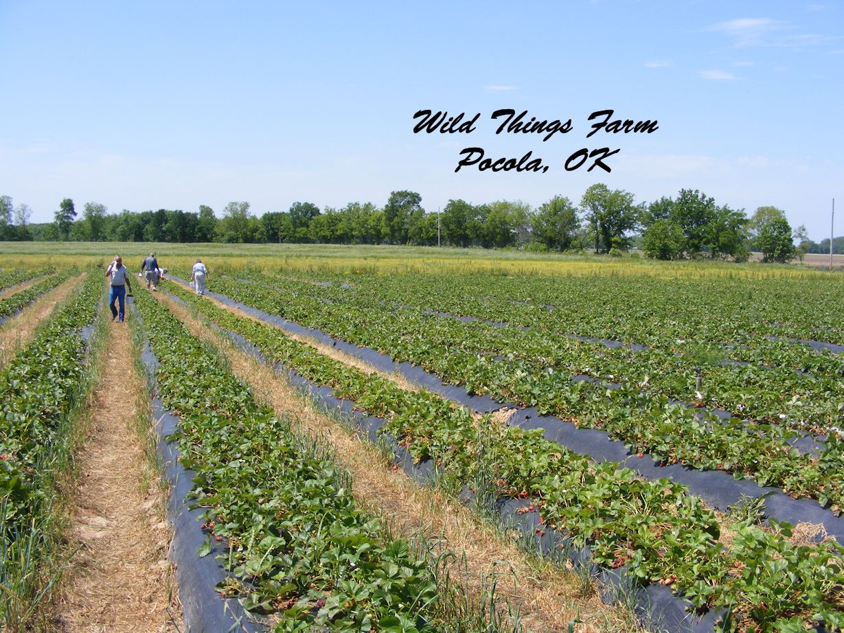 Oakleaf Hollow Primitives