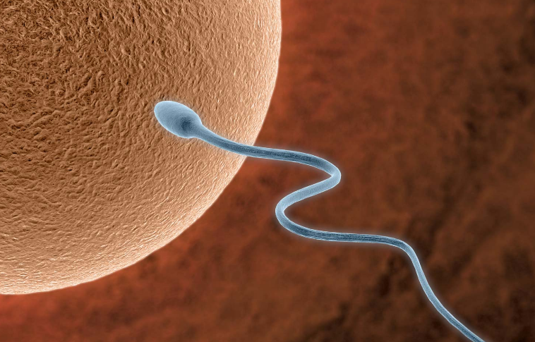 Como acontece a Fecundação? | Enfermagem