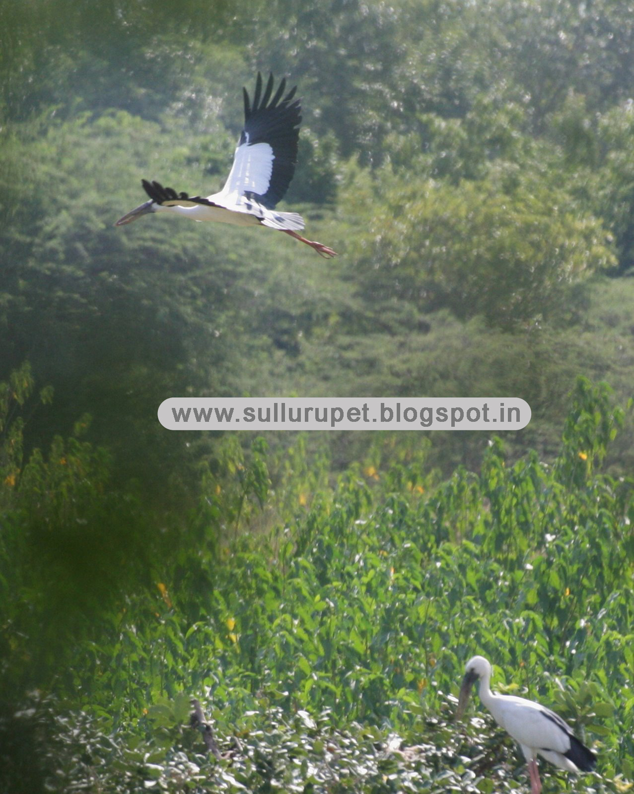 Nelapattu Bird Sanctuary Sullurpeta,Nellore Dist,A.P - www.Sullurupet.com