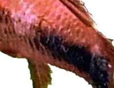 Bettas Mexico: Enfermedades