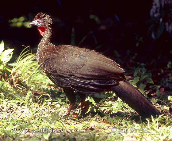 especies endemicas del ISTMO: especies endemicas del istmo 2