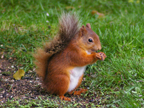 Animais&Companhia: Os esquilos são os animais que mais plantam árvores