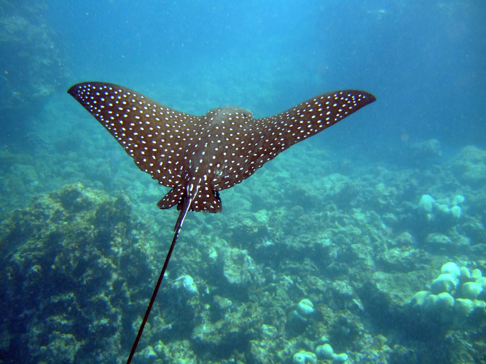 Eagle Ray