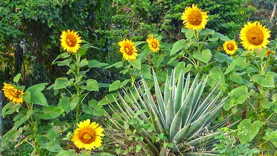 Common Sun Flower-H. annuus-Soorya Kantha | SL Flora