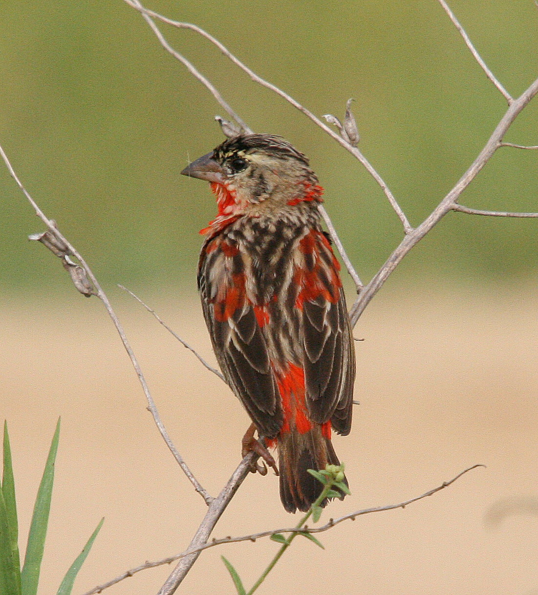 Birding South Sudan: Old Nimule road after morning rain
