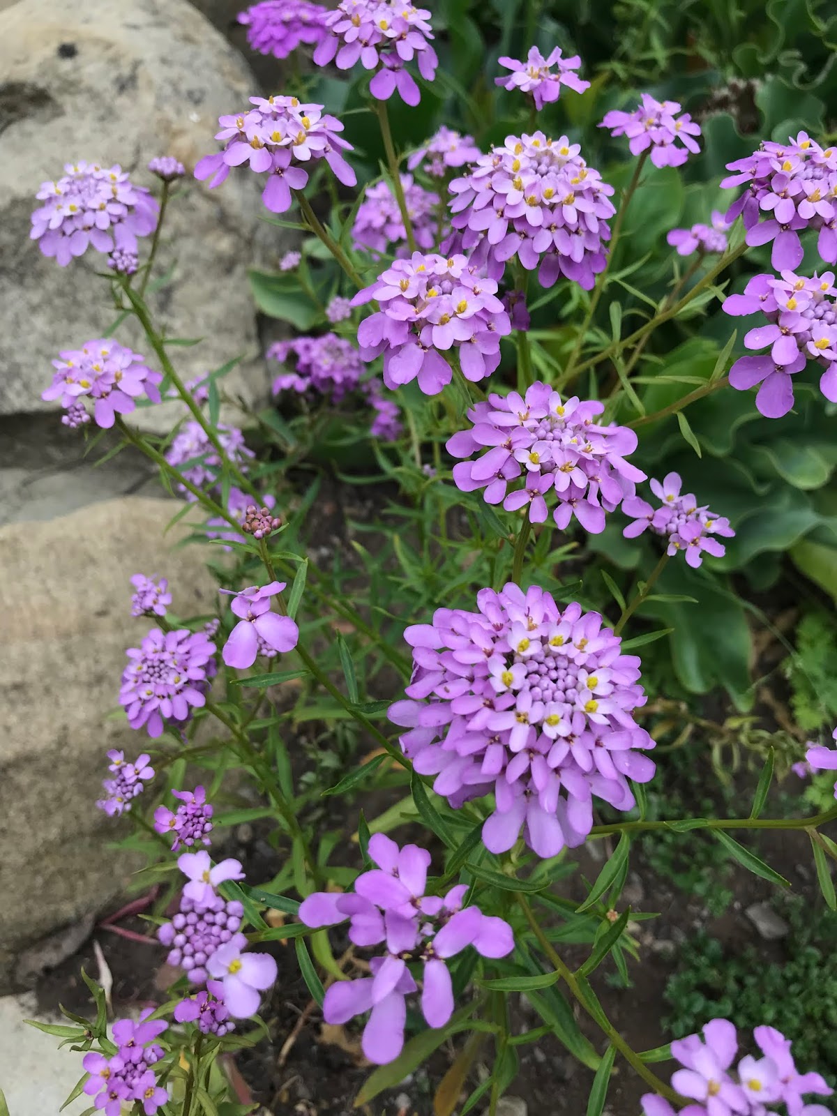 On Discovering A Garden: Gopher Resistant Plants