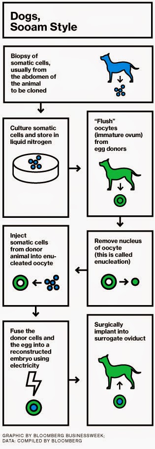 Nag on the Lake: World's First Animal Cloning Factory