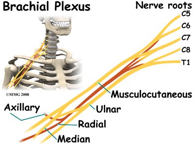 Dentistry and Medicine: The Spinal Cord and Spinal Nerves