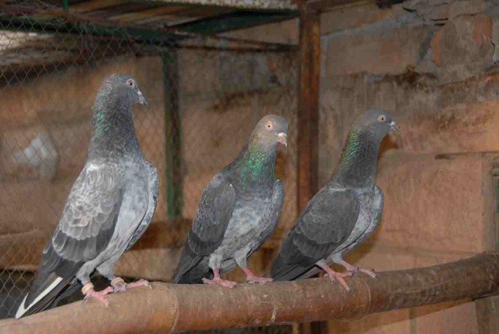 Pigeons | Kabootar Baaz | Pigeons Photos: Lahori Missy Pigeons ...