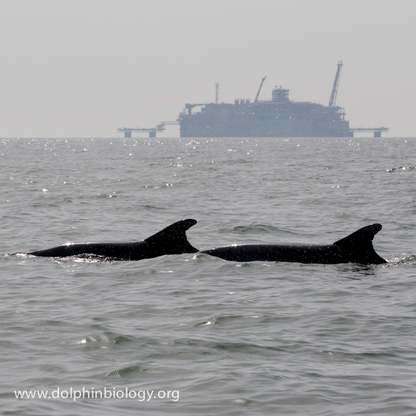 Dolphin Biology and Conservation: Dolphins and Adriatic LNG Terminal
