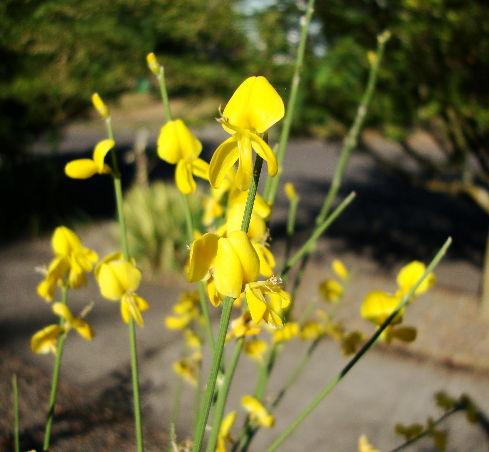 danger garden: Bloomday, August 2011