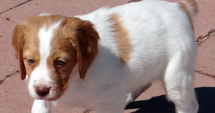 J & A's Brittanys ATB Blog: J&A's Brittanys Breeding Announcement #2