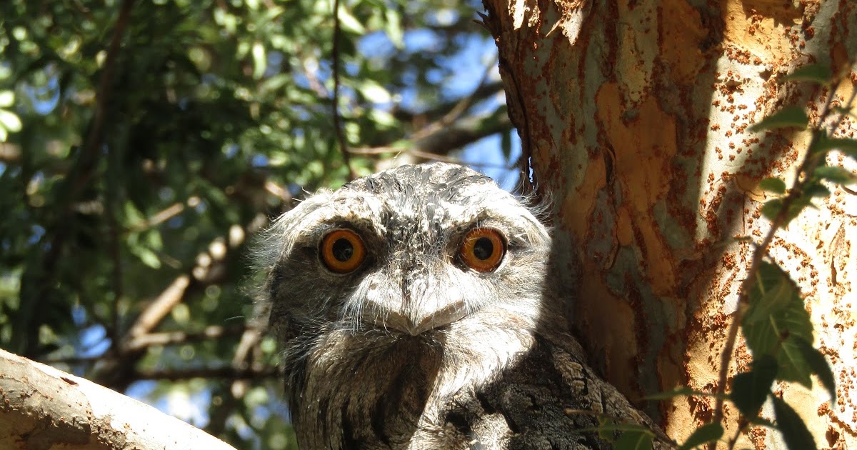 Birdlifesaving: 9. SCRAWNY MOUTH FROG OWL