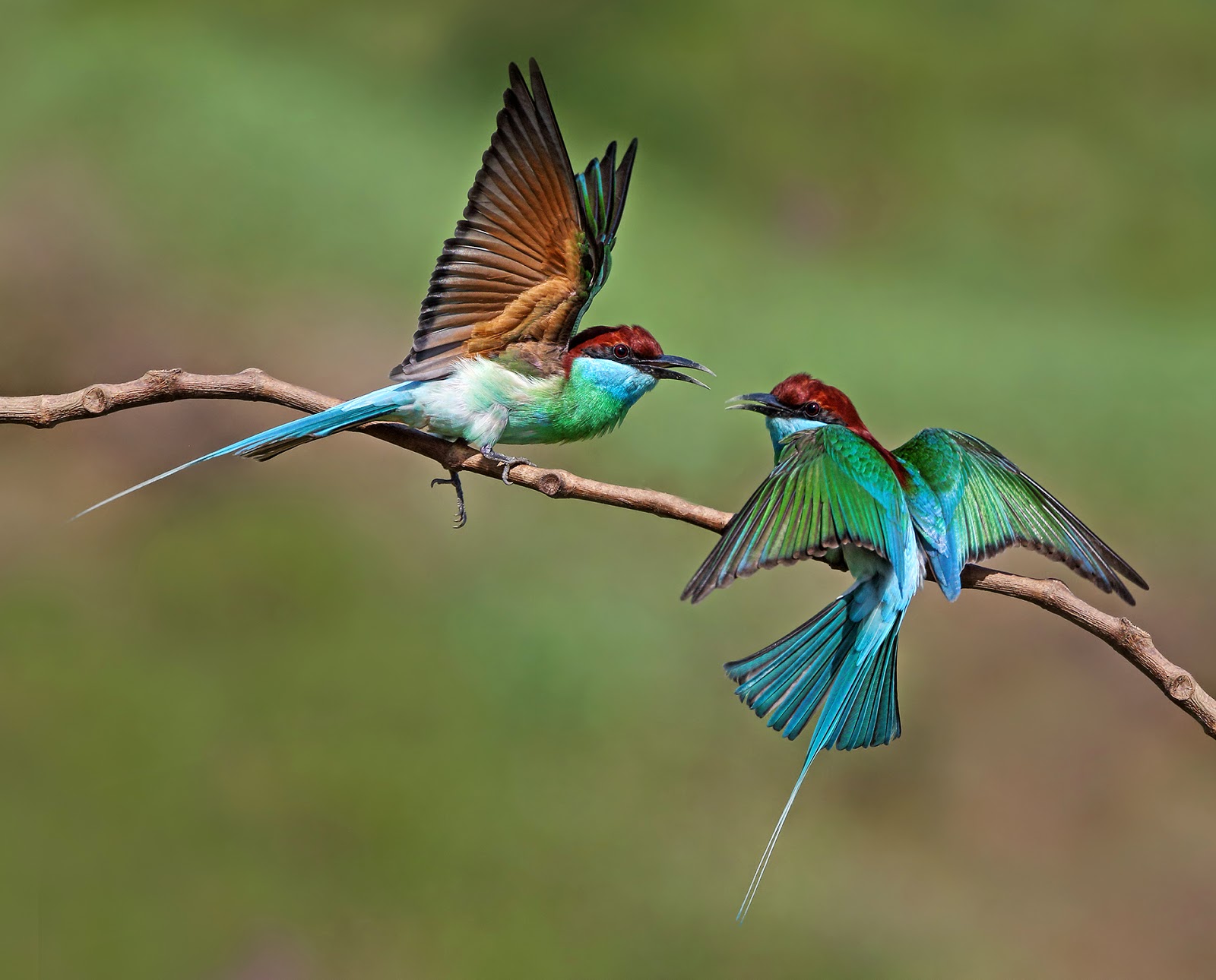 BIRD PHOTOGRAPHY. Getting down to basics