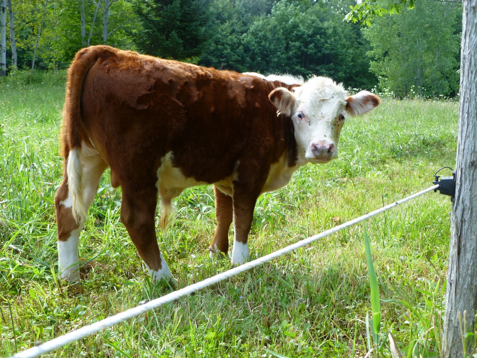 Middleground Miniature Herefords: More Miniature Herefords...Peaceful ...