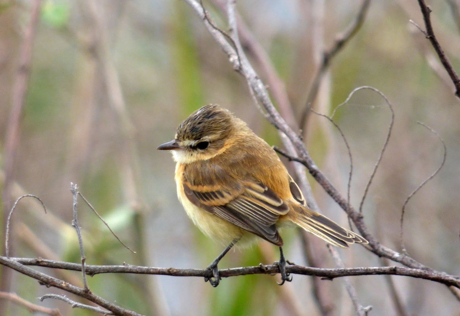 Birds on the brain: Birding Asuncion, Paraguay