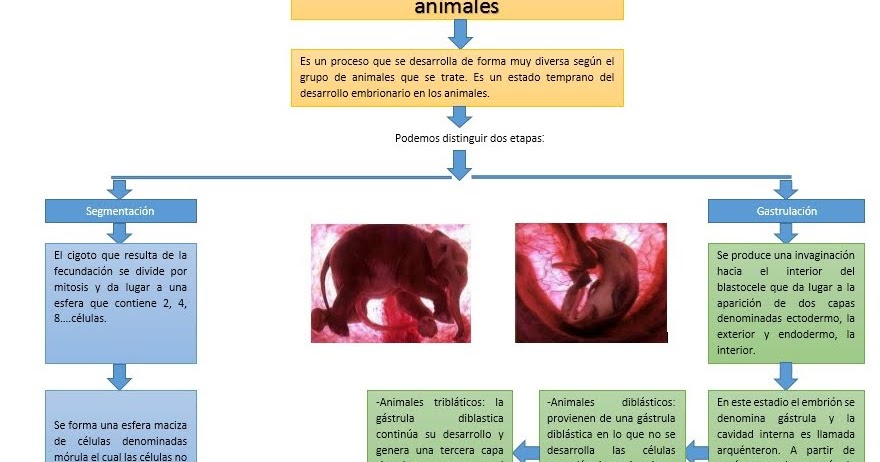 Desarrollo embrionario en los animales