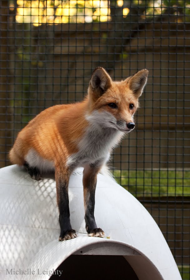 CMNH Wildlife Blog: Meet our new female Red Fox!