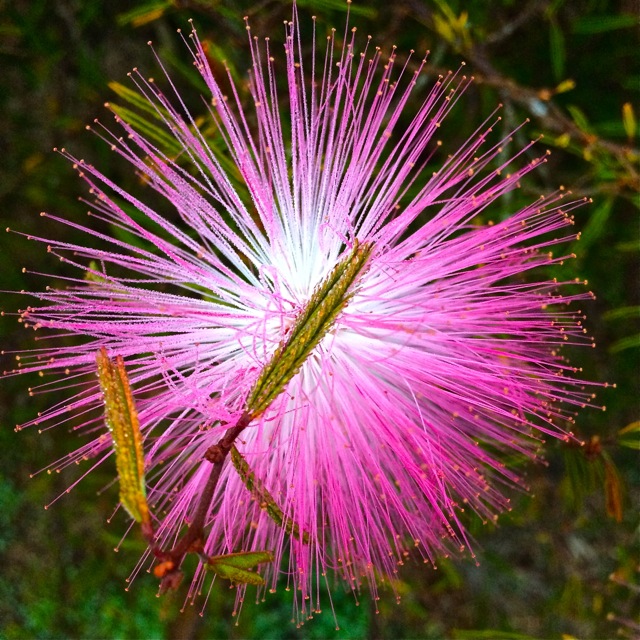 Rustnstuff: Early birds and blossoms….