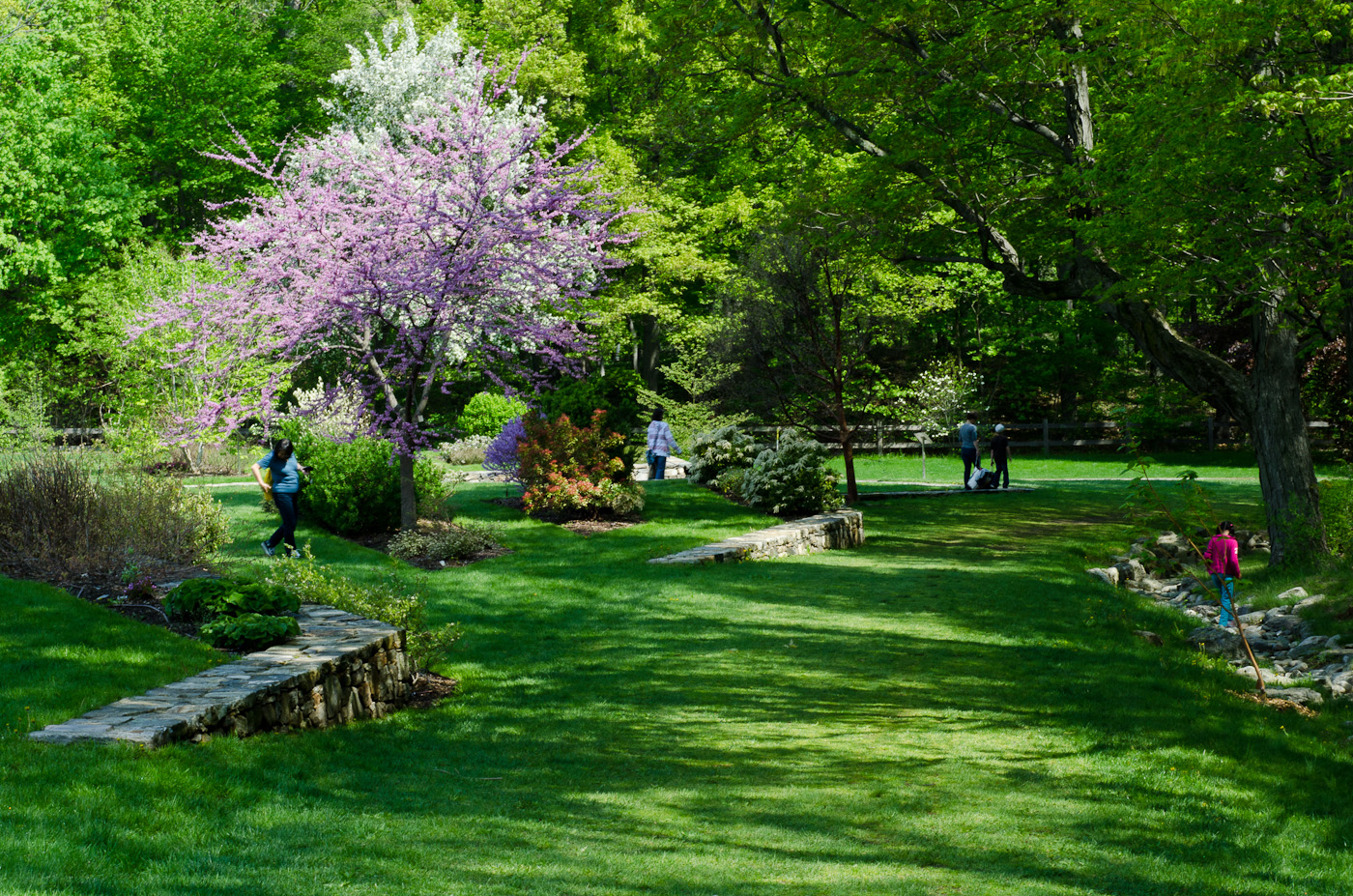 fstopal: Mother's Day - Lilac Sunday at Arnold Arboretum
