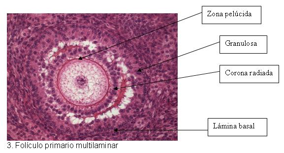 Antes huevo o gallina: Práctica: foliculogénesis en mamíferos