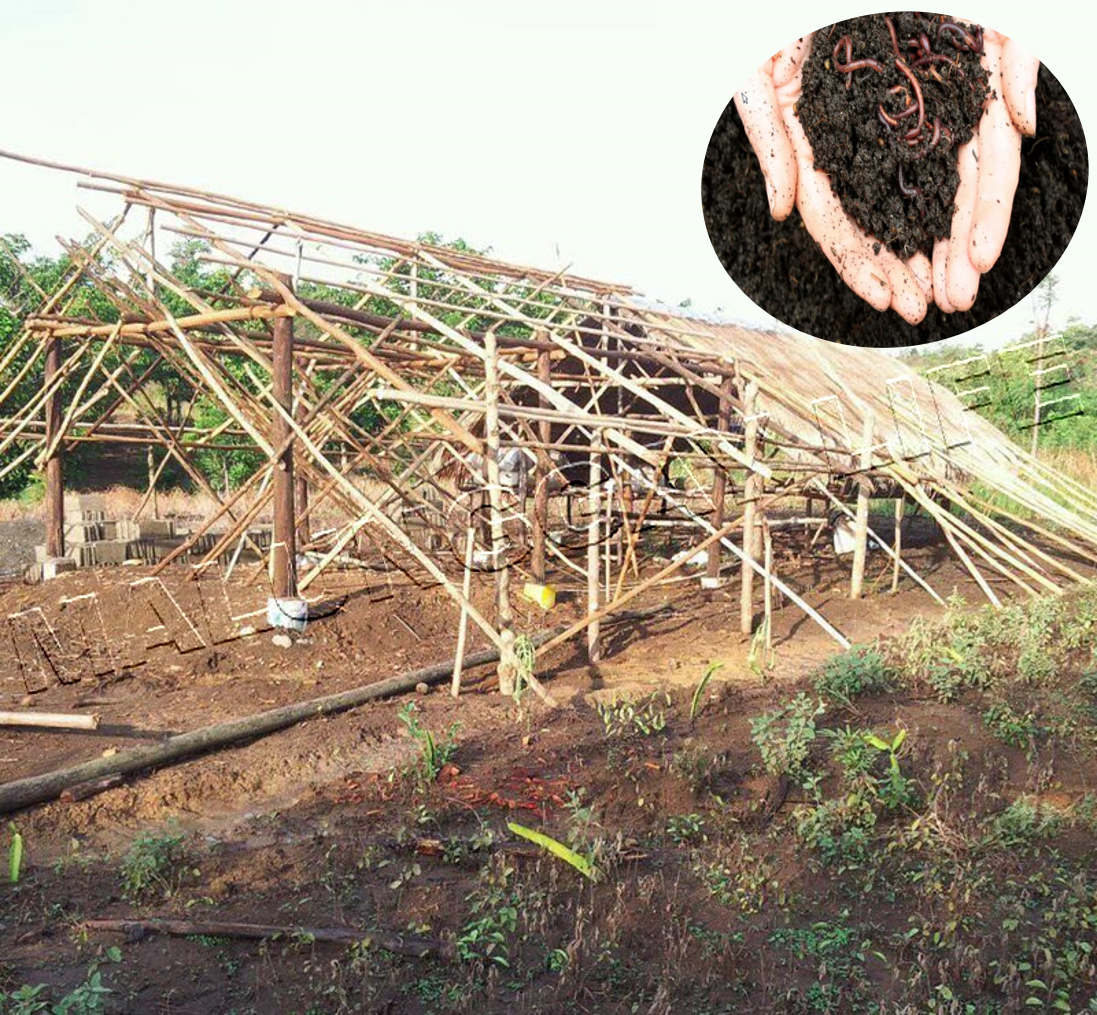 Moringa Farm / MalunggayLife Agri Farm Philippines: Ongoing ...