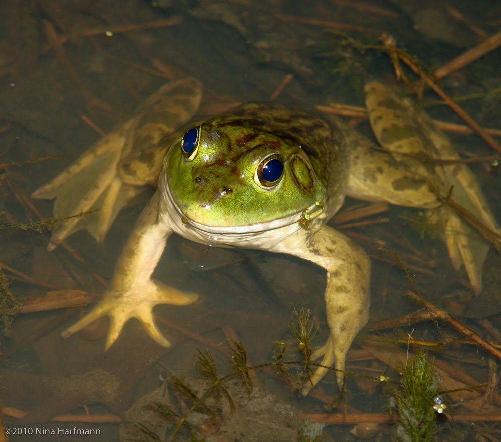 Nature remains.: Solace for the Night Owl