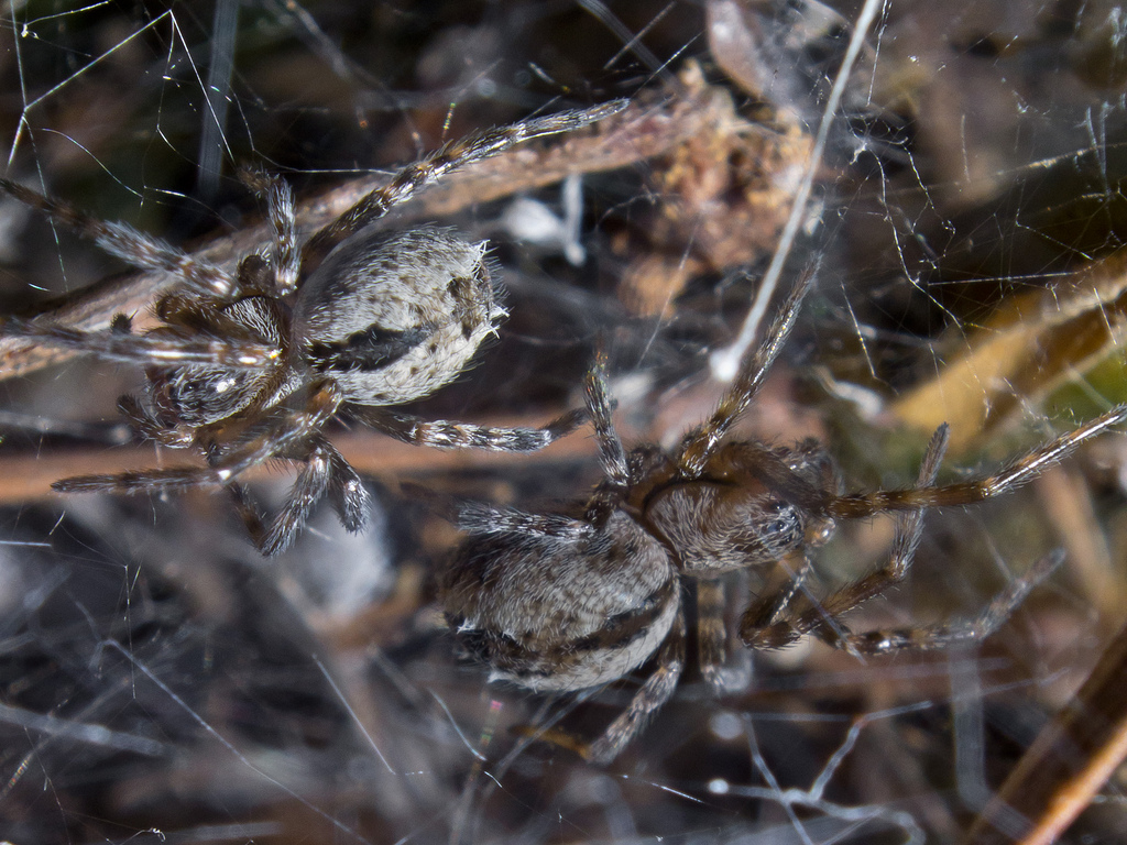 Real Monstrosities: The Horror of Friendly Spiders
