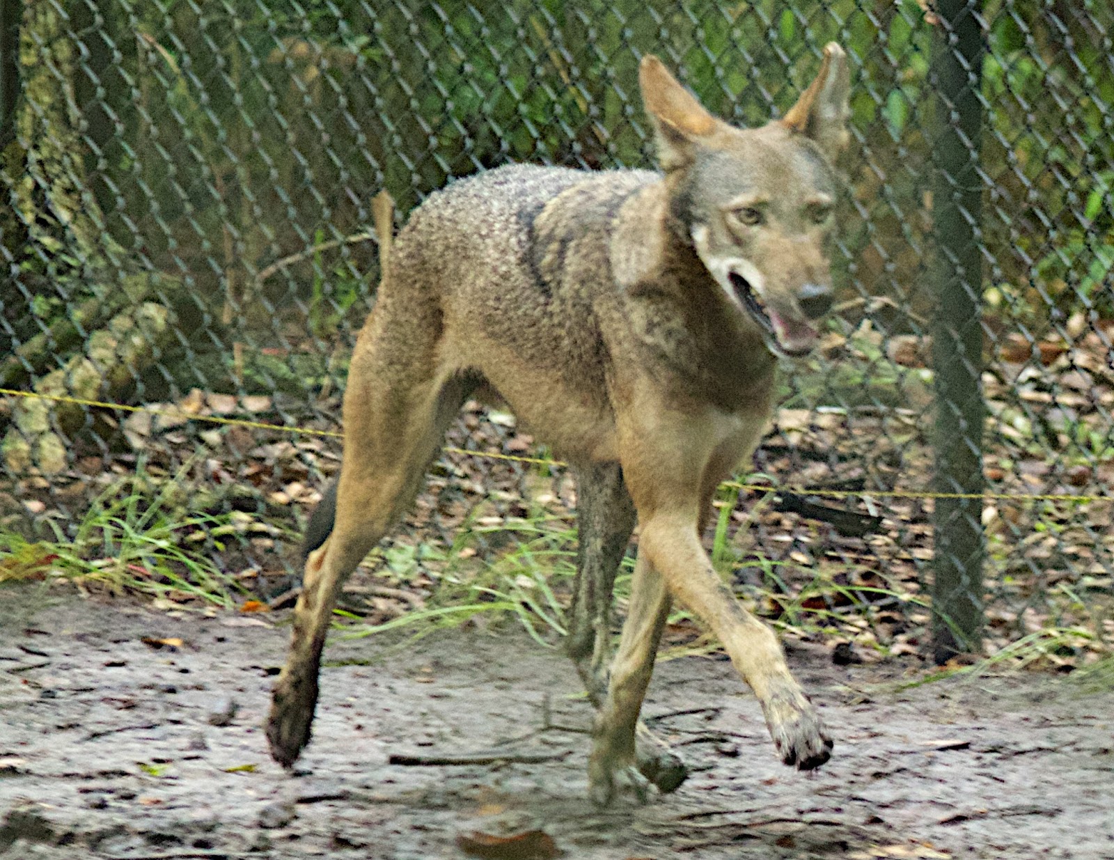 RETURN OF THE RED WOLF: RWSSP of the month—Ellie Schiller Homosassa ...
