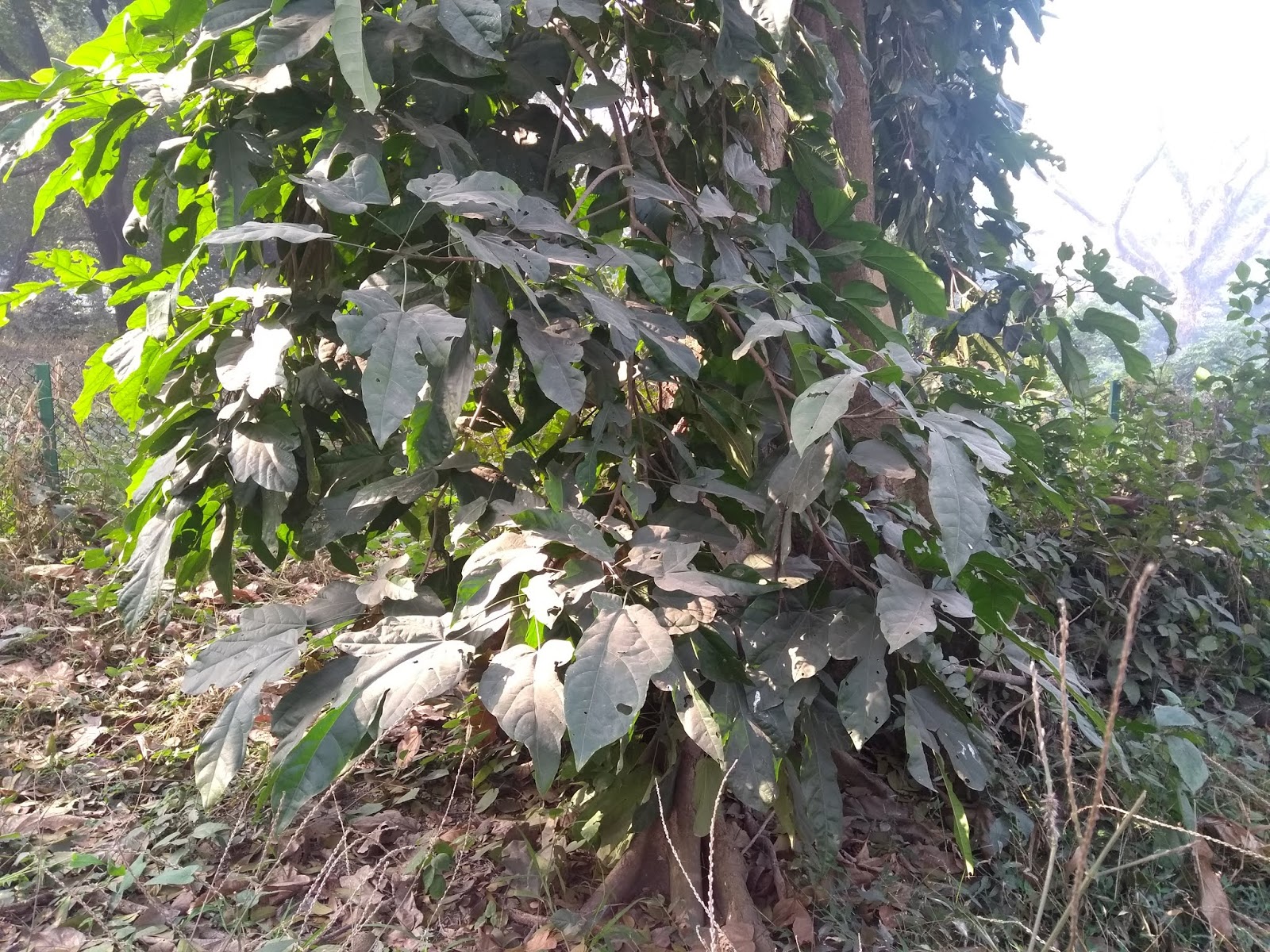 Spice of Life!: Mad Tree (ThursdayTreeLove)