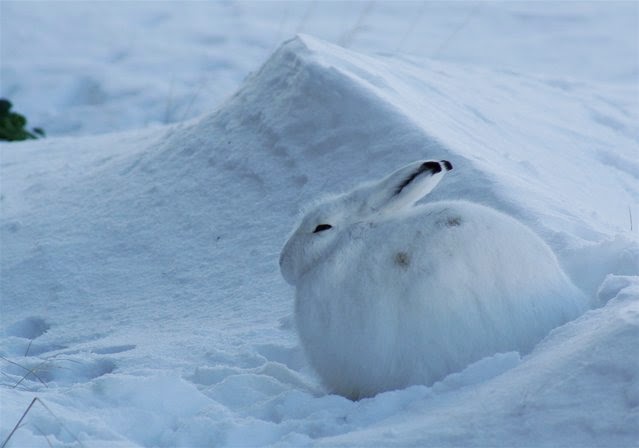 Animals Wikipedia: Polar Rabbit ( Arctic Hare )